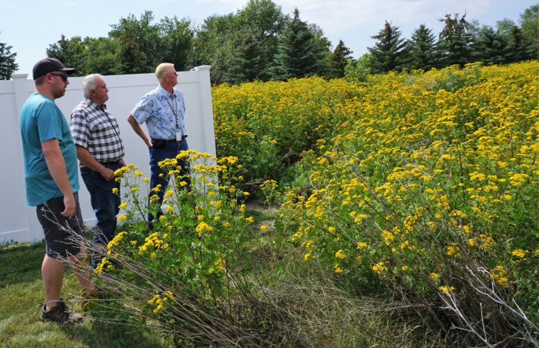Invasive problem | News, Sports, Jobs - Minot Daily News